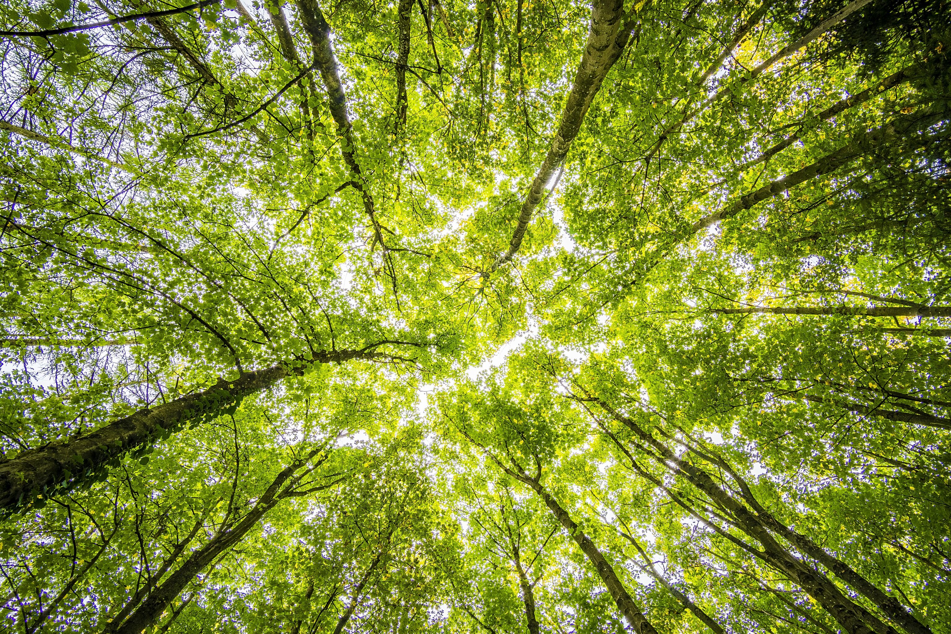 Un albero per ogni nuova nascita – Cooperativa L'Ovile