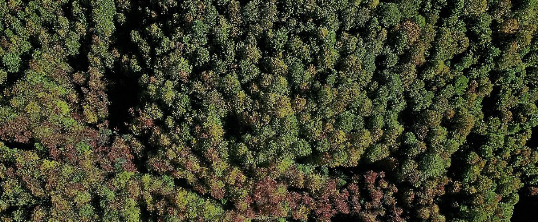 L’Ovile acquista i crediti di sostenibilità e compensa gli impatti ...